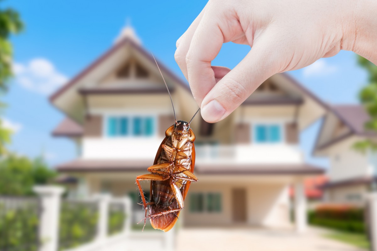 Cockroach Infestations in Homes - Frequently Asked Questions | Hartz ...