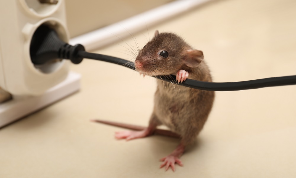 It’s Rodent Season 2024! | Houston Pest Control by Licensed ...