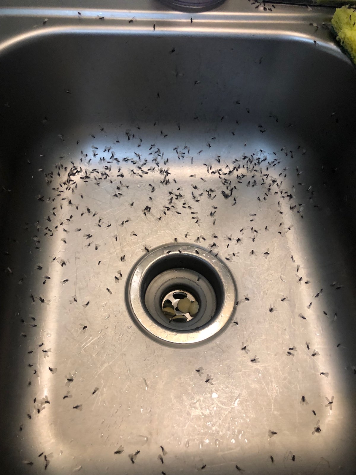 How Many Termites Types in Houston? 2022 | Hartz Pest Control